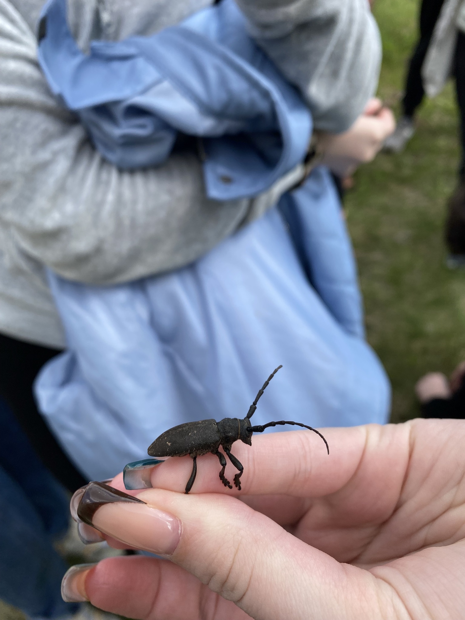 Lamia textor (Linnaeus, 1758)
