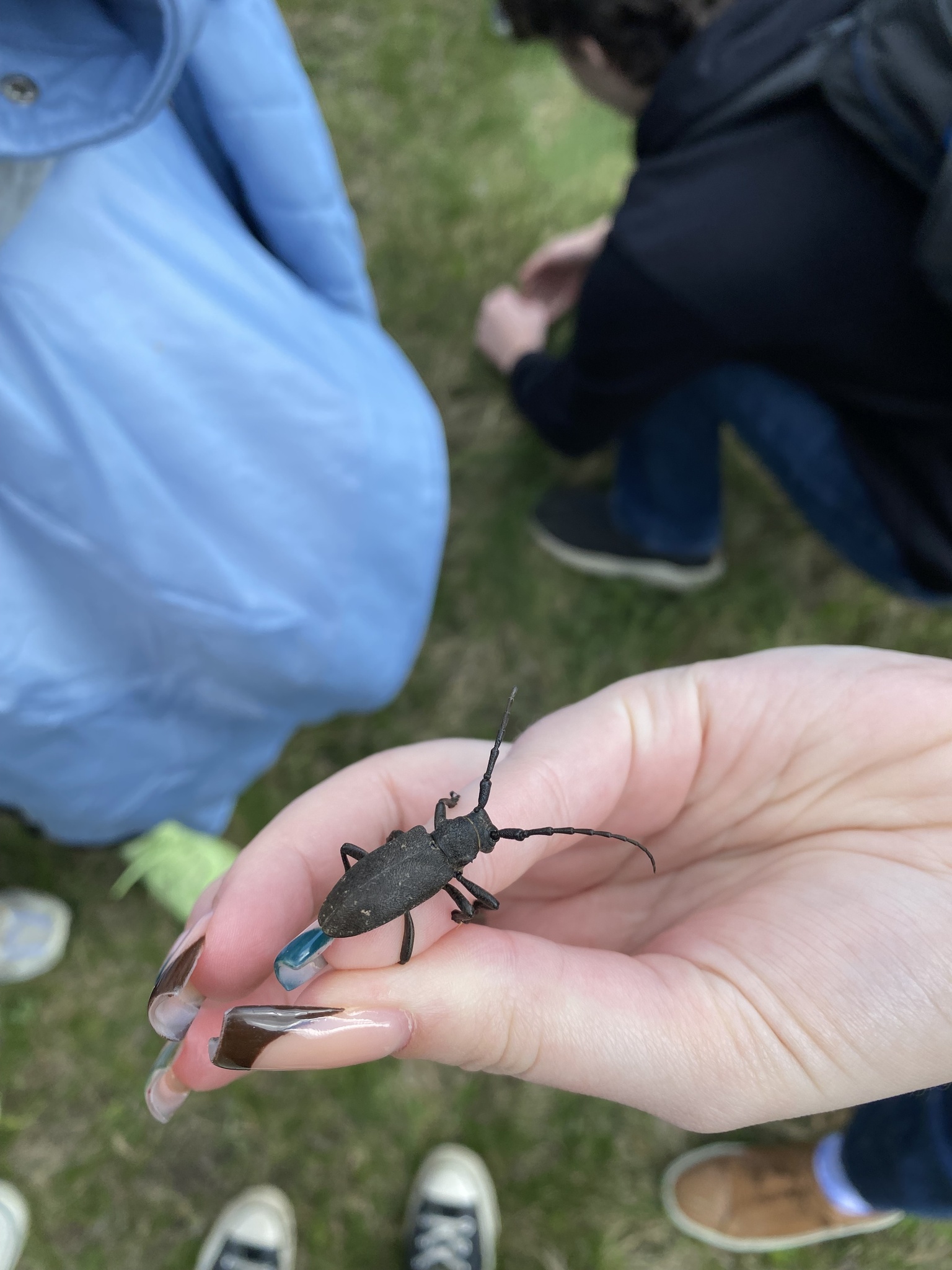 Lamia textor (Linnaeus, 1758)