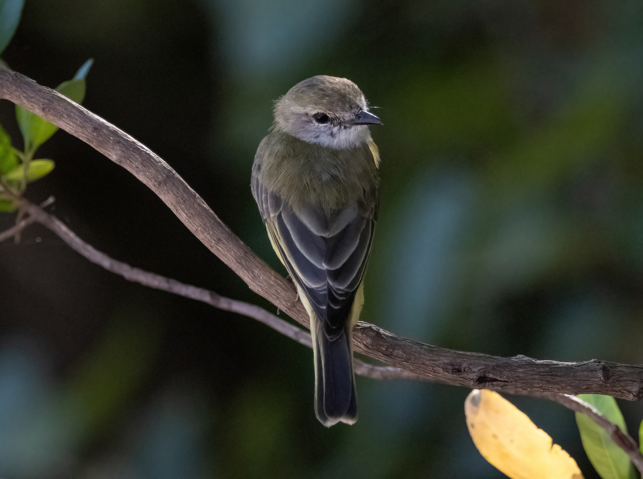 Microeca flavigaster Gould, 1843