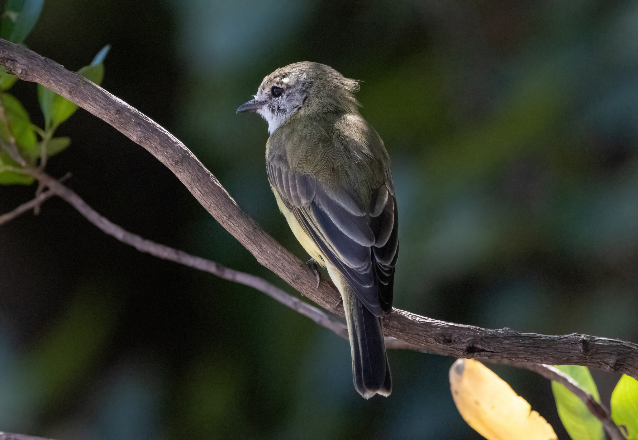 Microeca flavigaster Gould, 1843