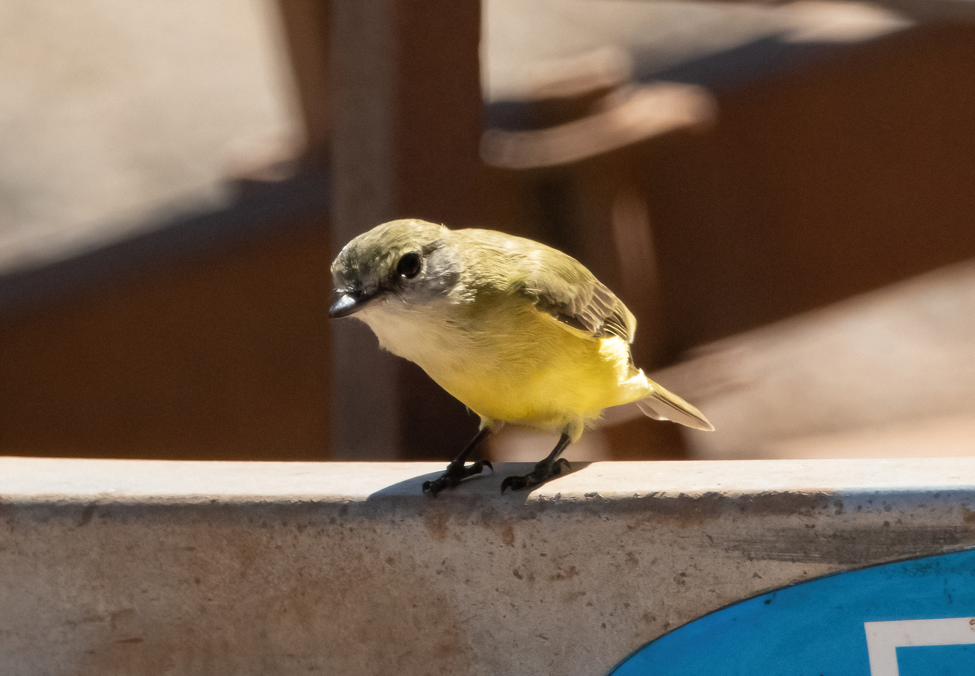 Microeca flavigaster Gould, 1843