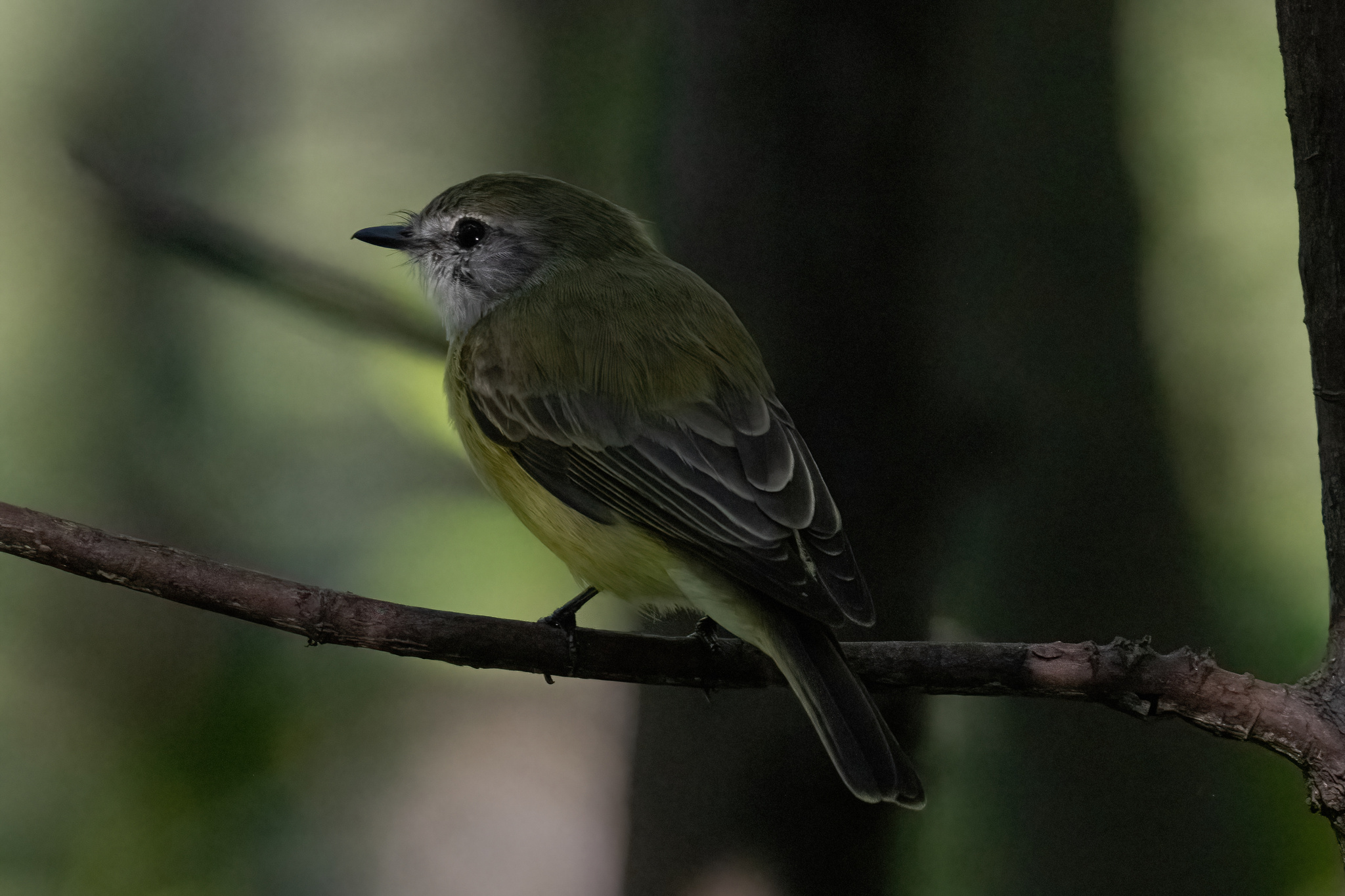 Microeca flavigaster Gould, 1843
