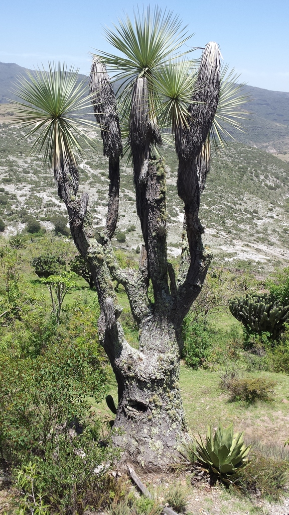 Beaucarnea purpusii in July 2018 by Leticia Soriano Flores · iNaturalist