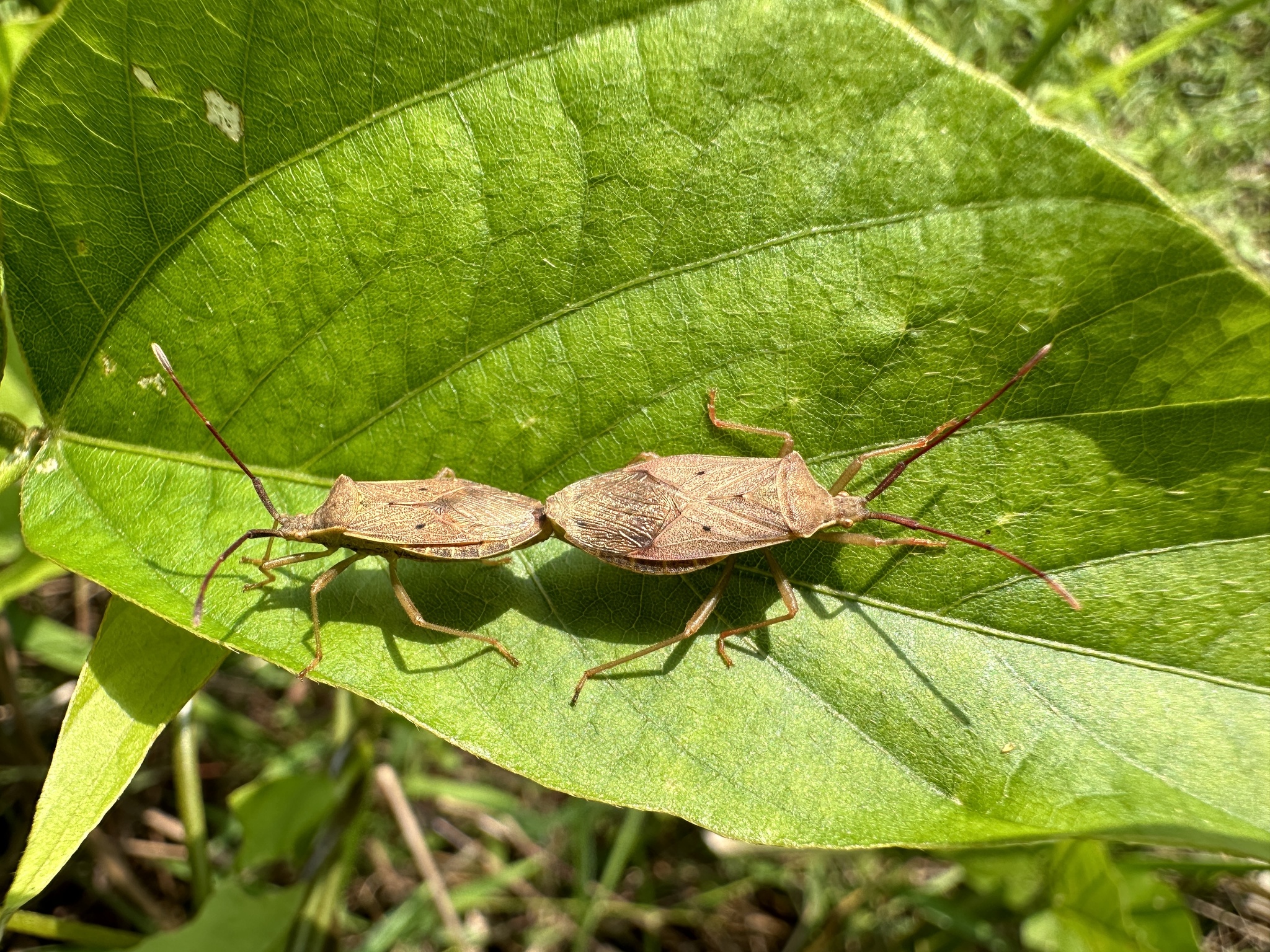 Homoeocerus Burmeister, 1835