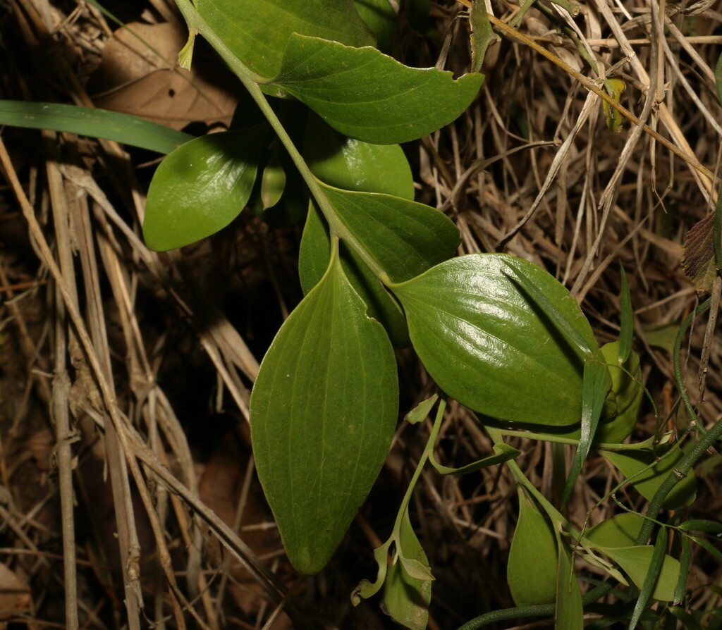 Broad Leaved Native Cherry from Undullah QLD 4285, Australia on April ...