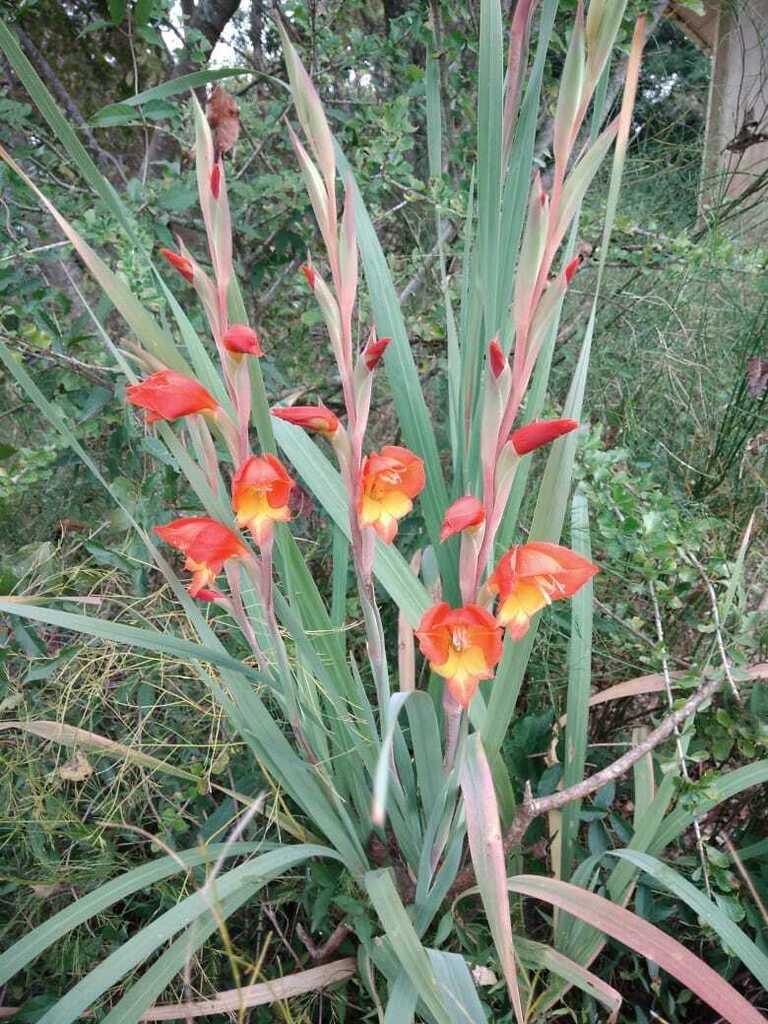 Dragon's-head Lily from Sarah Baartman District Municipality, South ...