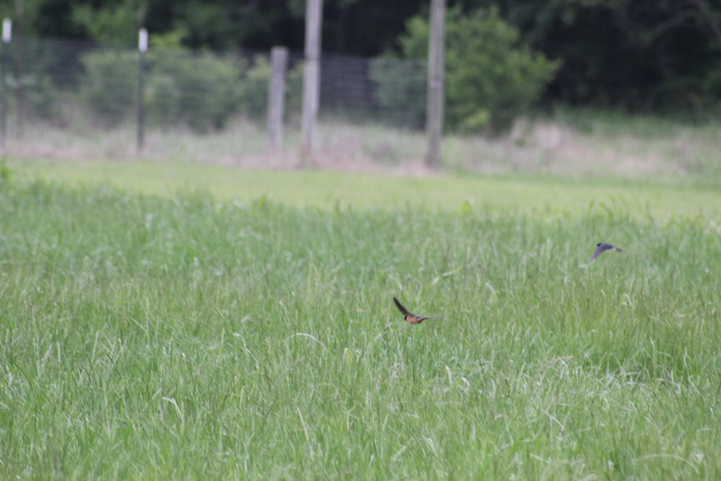 Barn Swallow from Shadow Farms Boer Goats, 5725 FM 813, Waxahachie, Ellis County, TX, USA (field ...