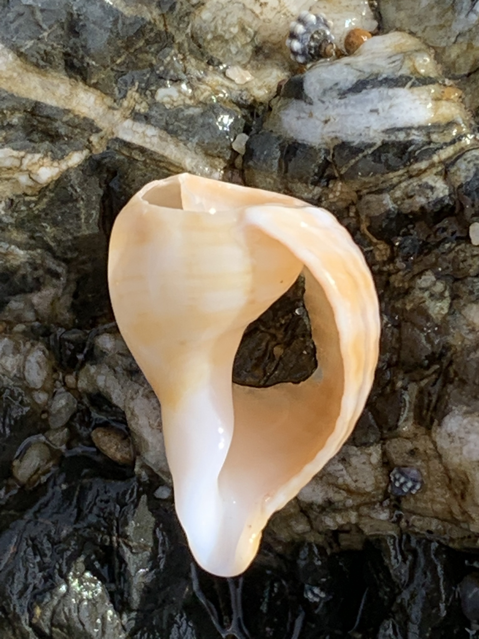 Tonna chinensis (Dillwyn, 1817)