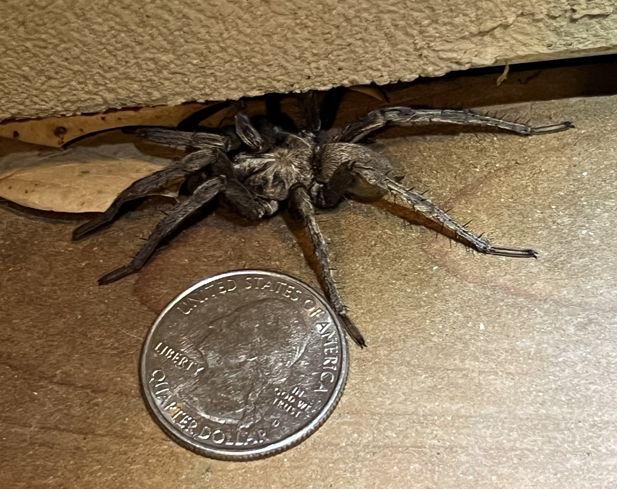 Calisoga longitarsis (Simon, 1891)