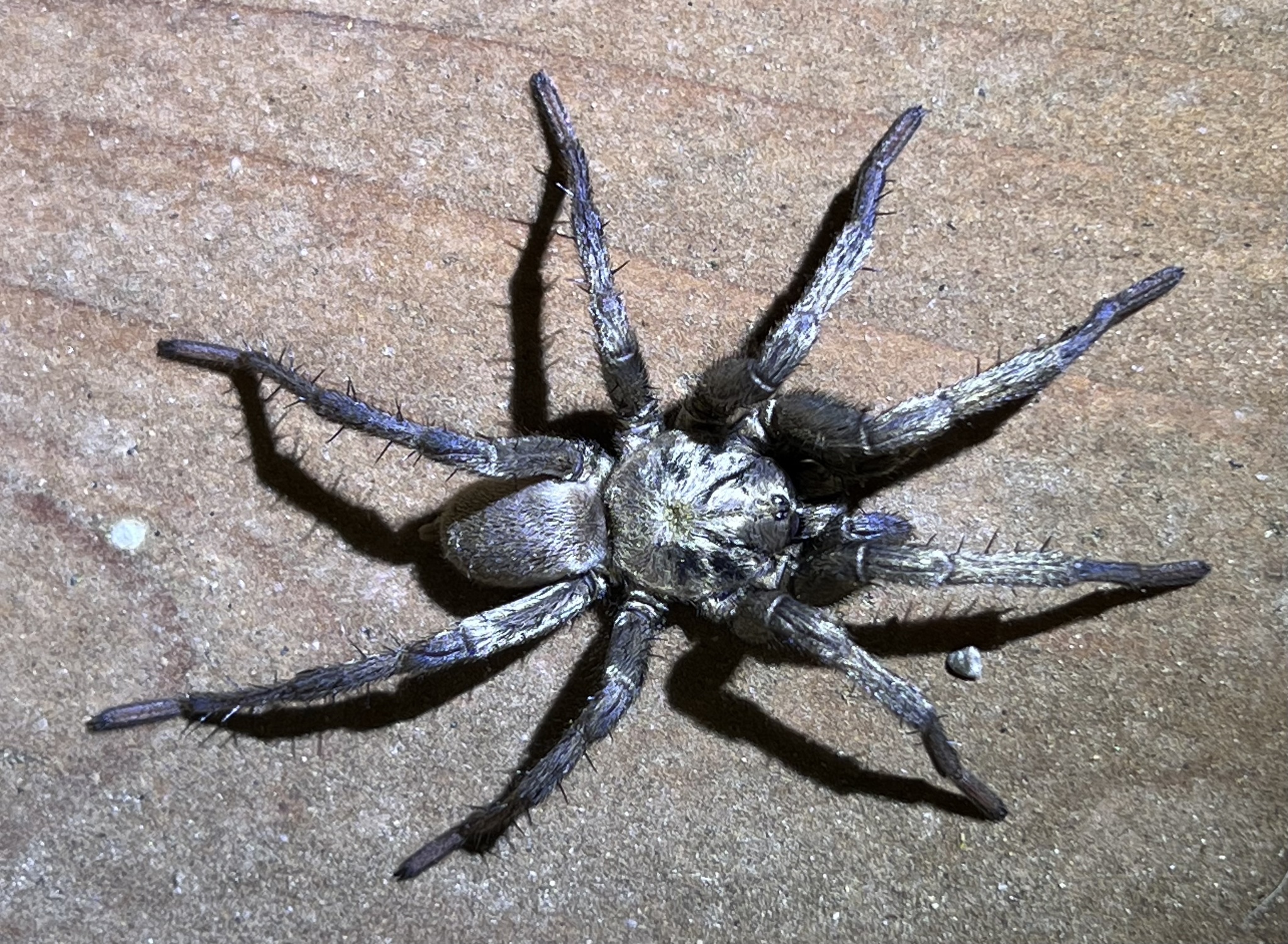 Calisoga longitarsis (Simon, 1891)
