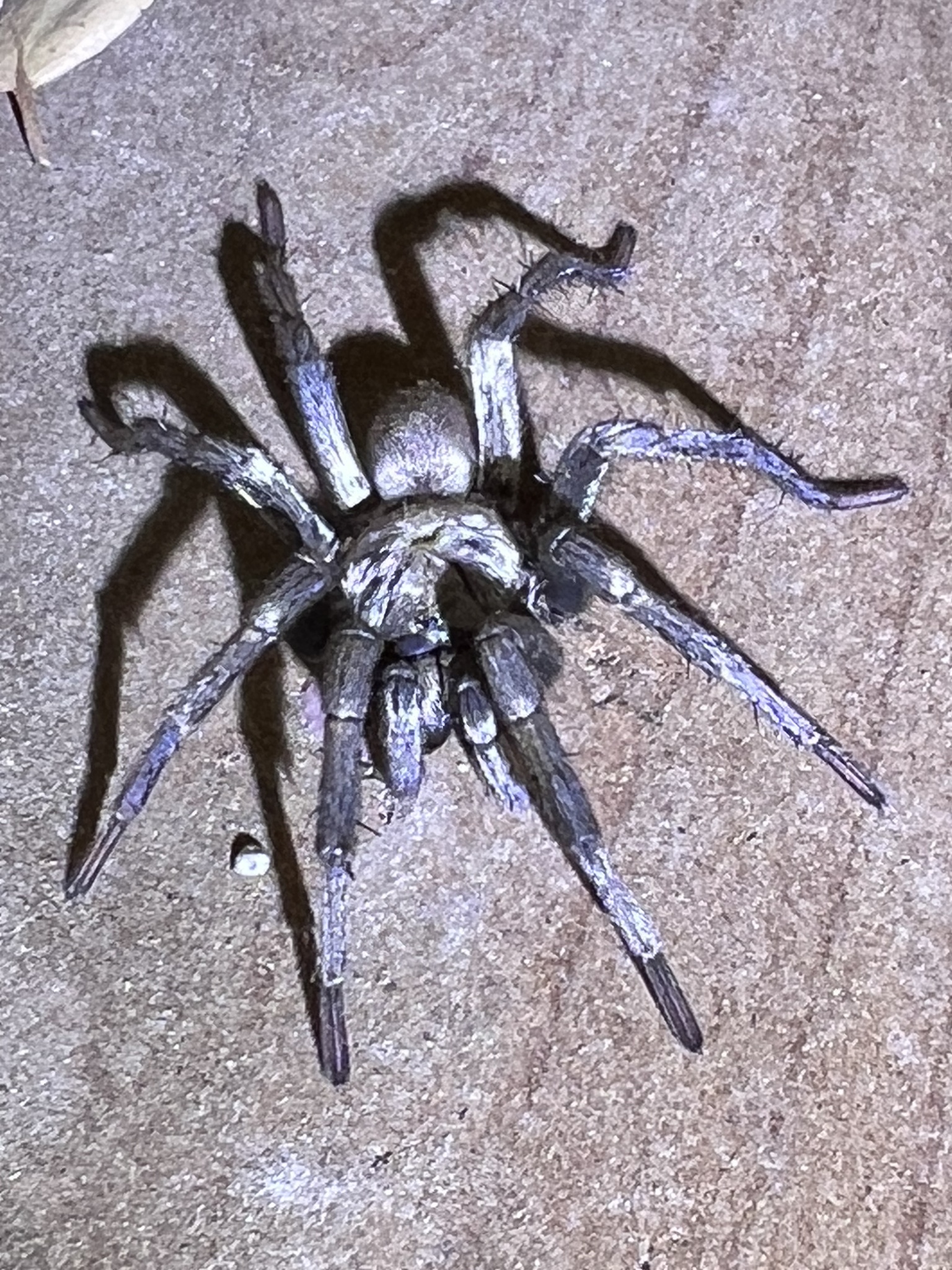 Calisoga longitarsis (Simon, 1891)