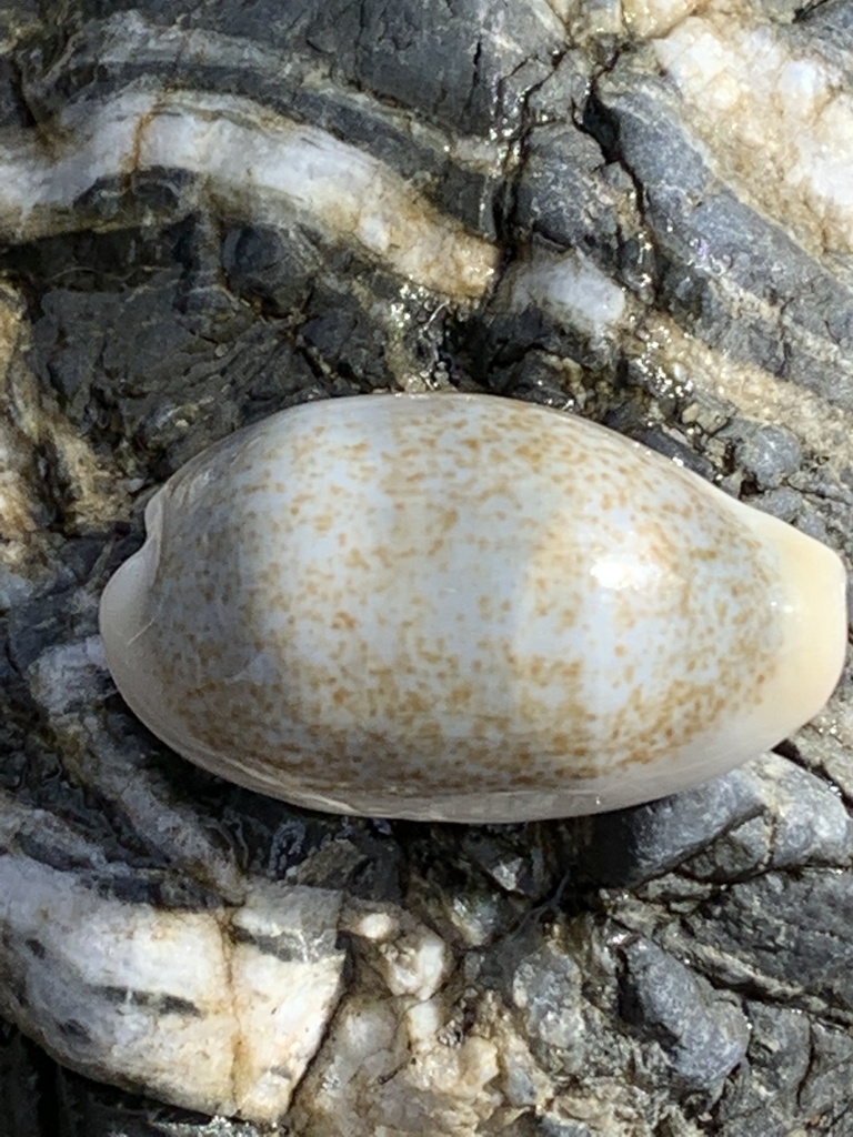 Erroneous Cowry from Woolgoolga, NSW, AU on April 27, 2023 at 02:00 PM ...