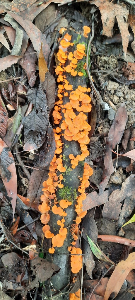 orange pore fungus from Yarragon South VIC 3823, Australia on April 18 ...
