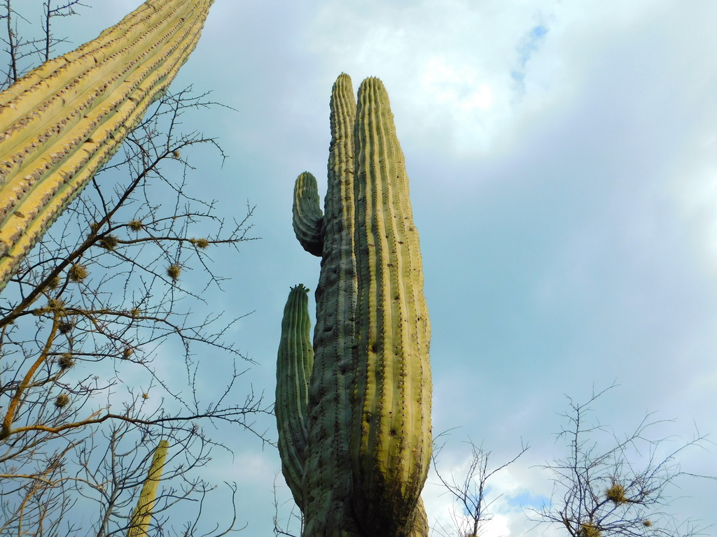 Cephalocereus tetetzo from Zapotitlán, Pue., México on April 18, 2023 ...