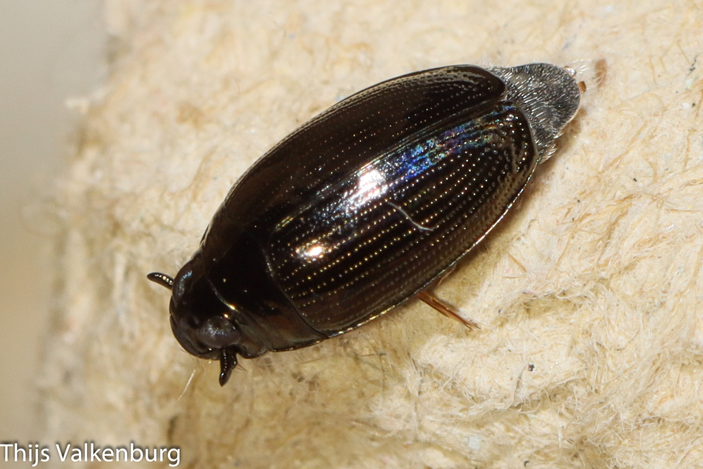 Gyrinus from São Brás de Alportel, Portugal on April 26, 2023 at 09:41 ...