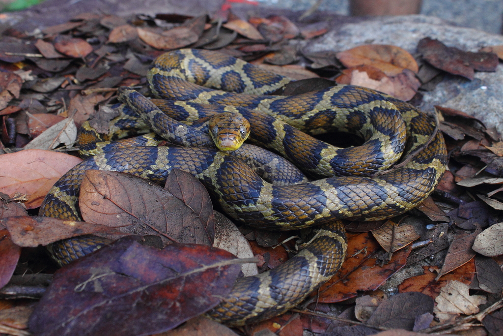 Yellow-red Rat Snake from Chontla, Ver., México on October 21, 2018 at ...