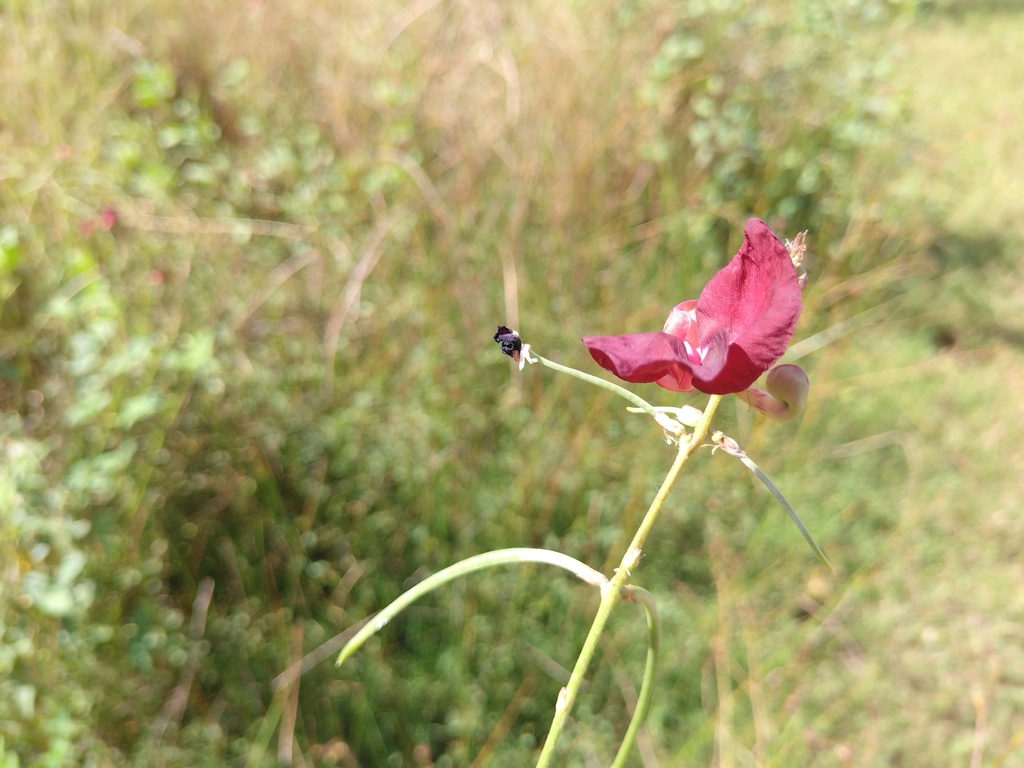 Phasey Bean from Baines NT 0852, Australia on April 27, 2023 at 02:32 ...