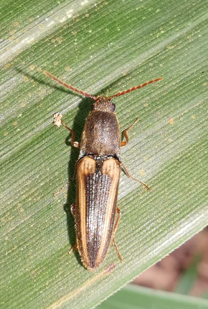 Procraerus ligatus from 广东省广州市天河区龙洞 on April 27, 2023 at 11:32 AM by ...