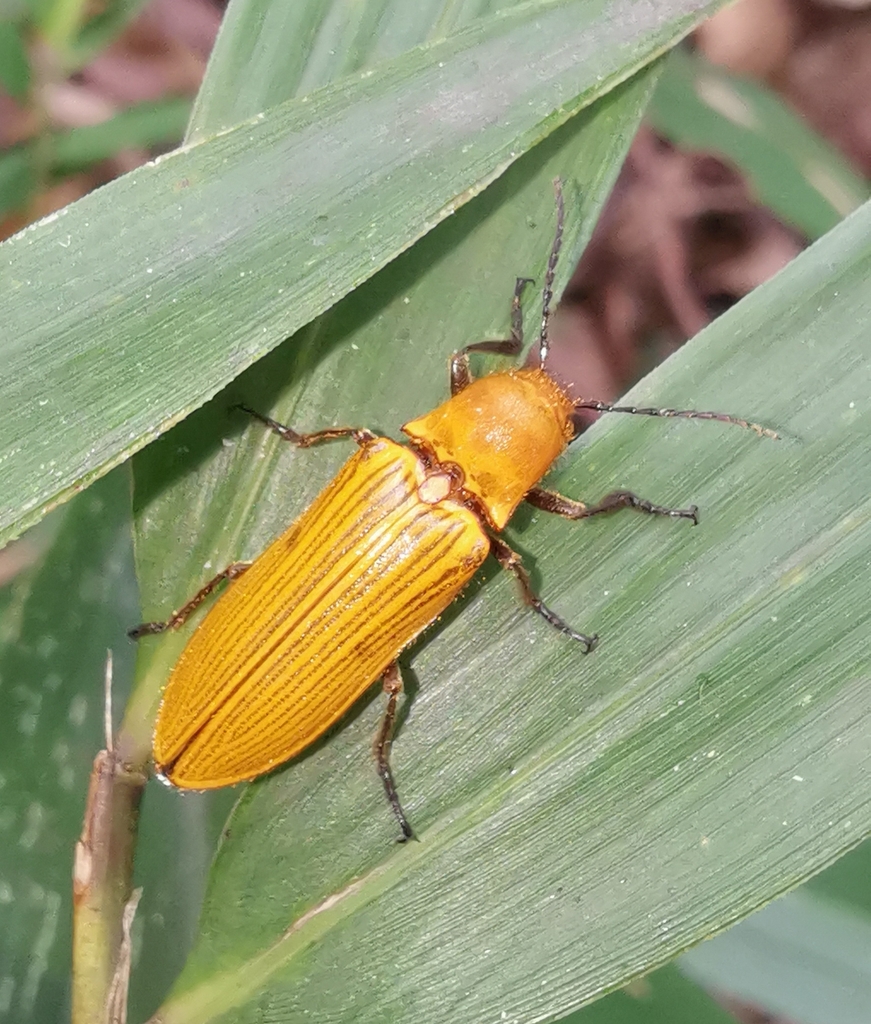Hemiops flava from 广东省广州市天河区龙洞 on April 27, 2023 at 12:17 PM by 斜绿天蛾 ...