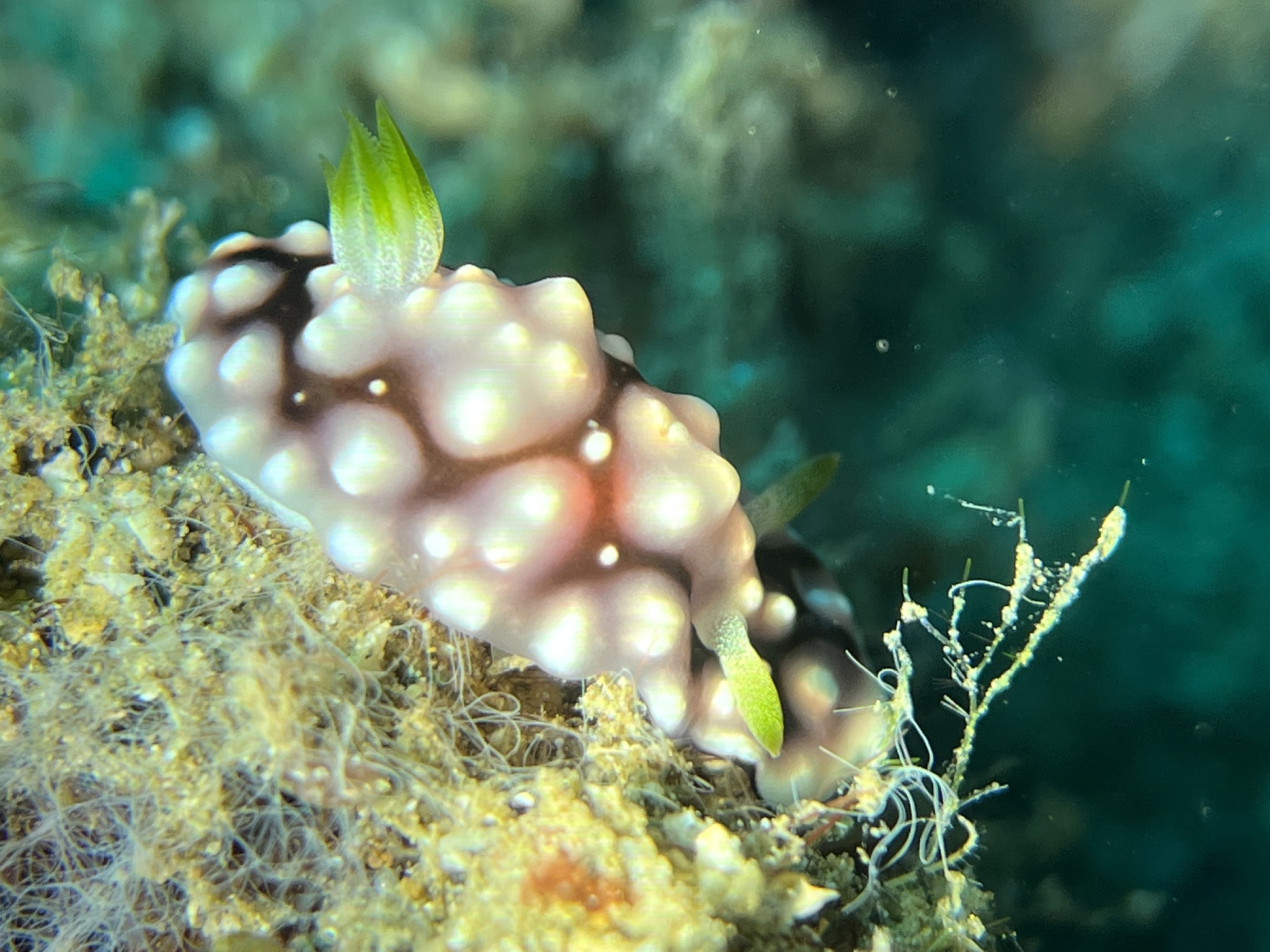 Goniobranchus geometricus (Risbec, 1928)
