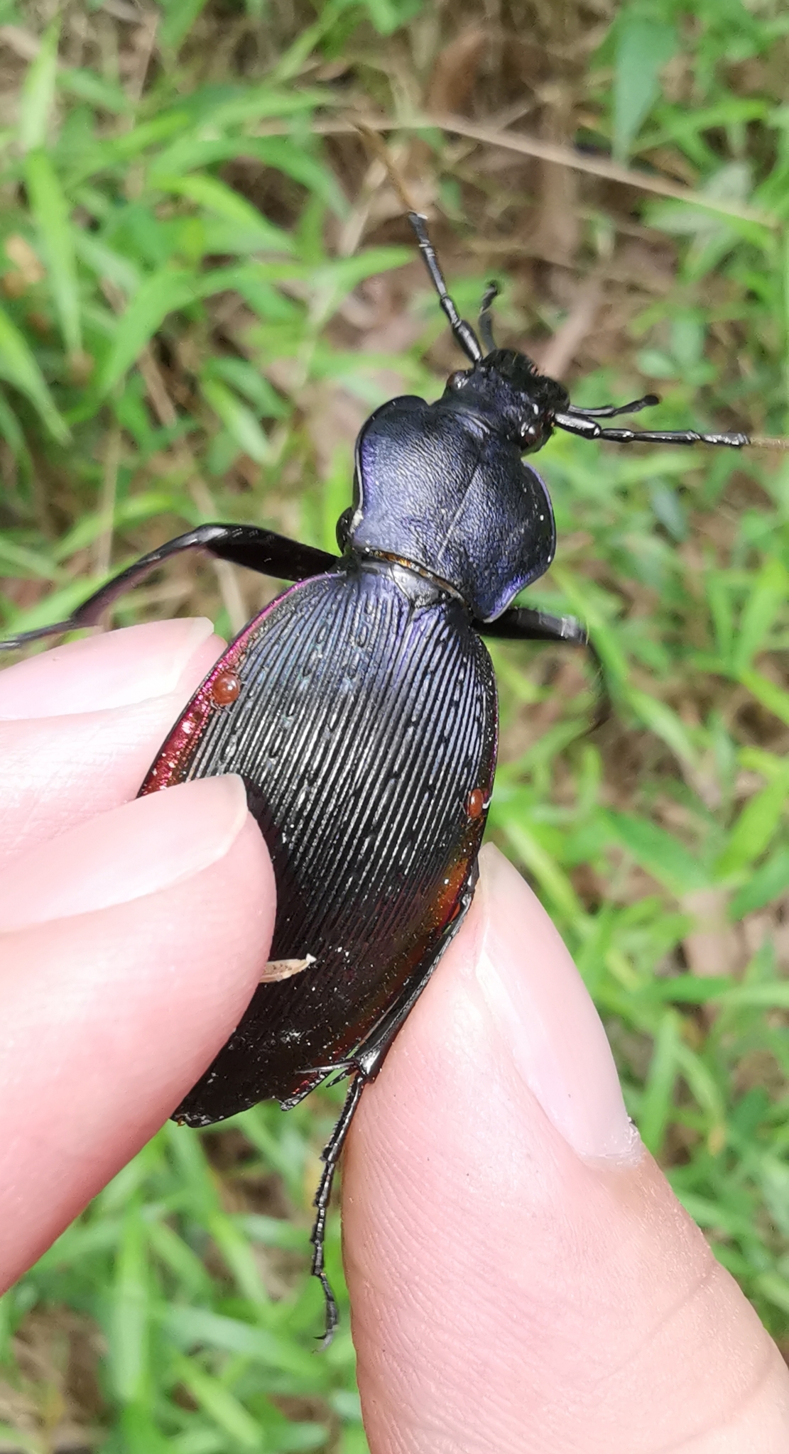 Carabus prodigus Erichson, 1834