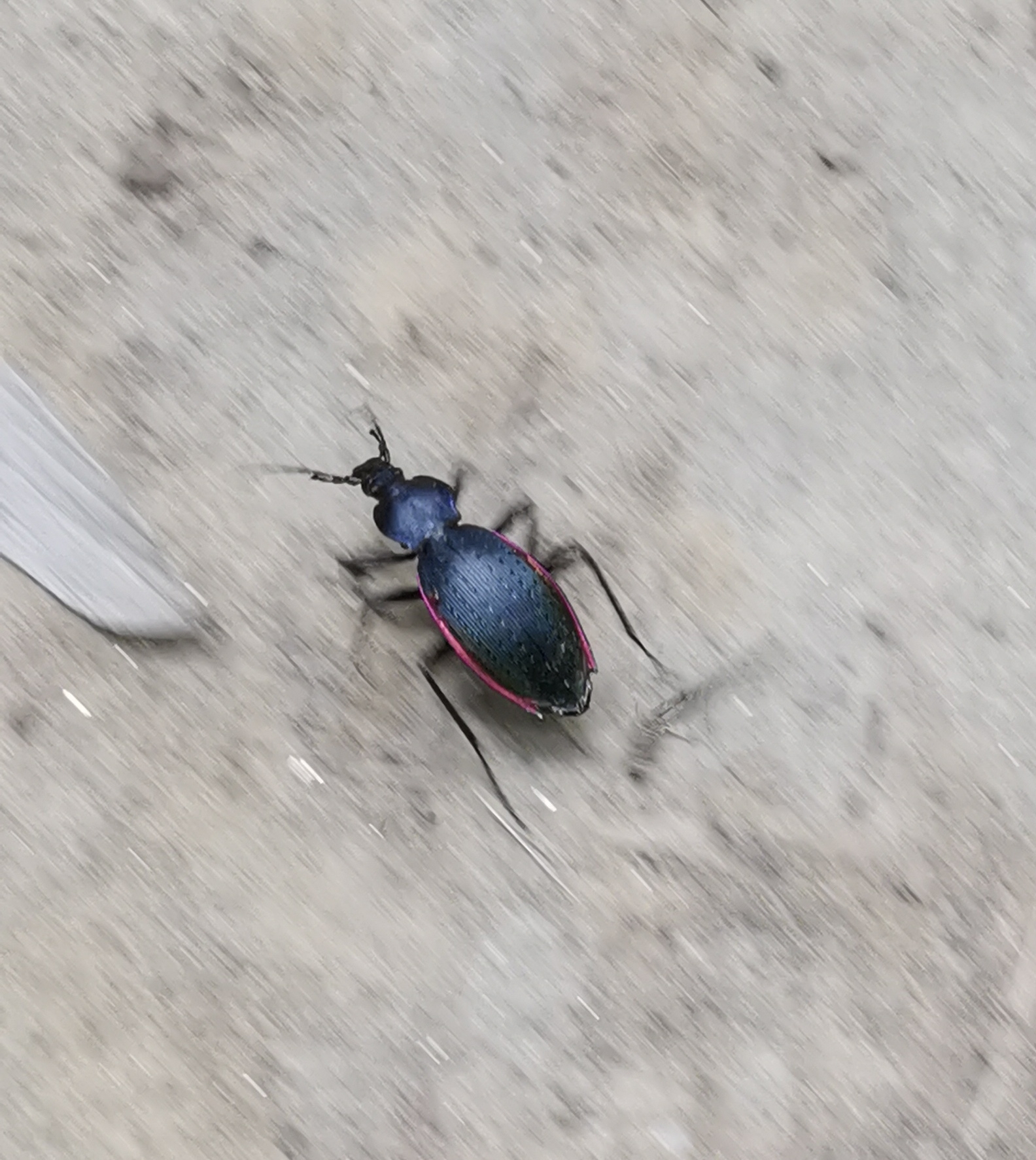 Carabus prodigus Erichson, 1834