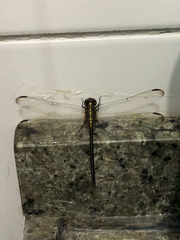 Tropical King Skimmers from Rua Padre Guerra, Fortaleza, CE, BR on ...