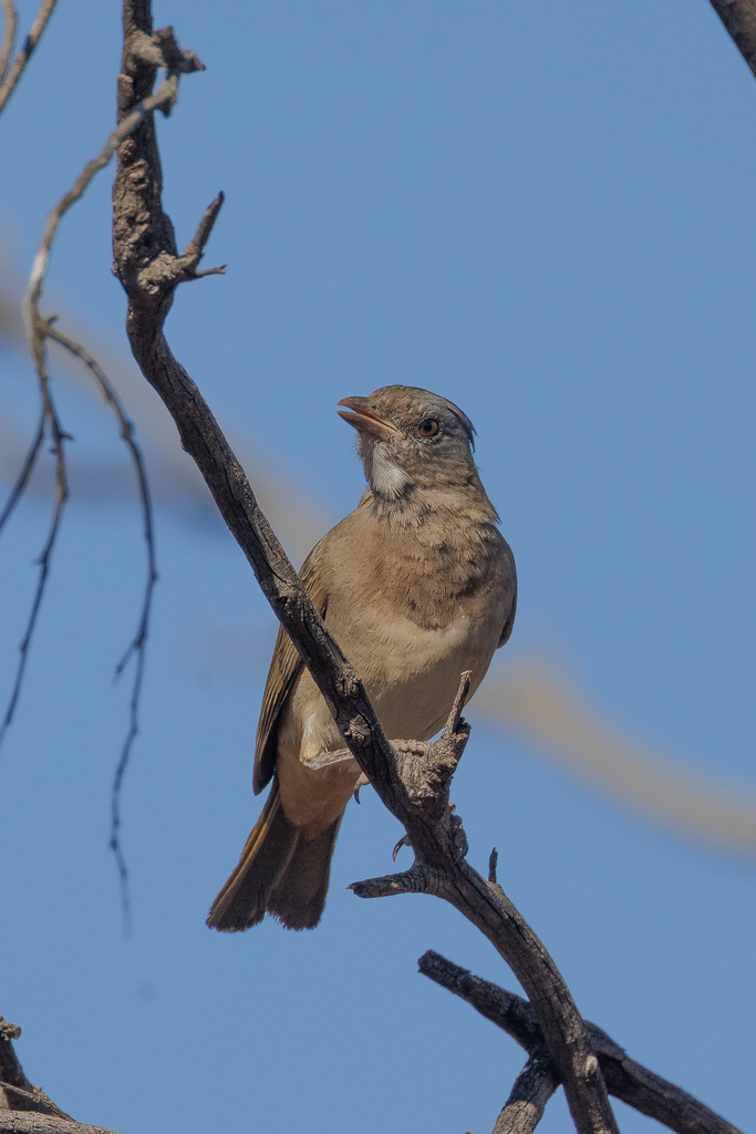 Crested Bellbird from Gluepot SA 5417, Australia on April 25, 2023 at ...