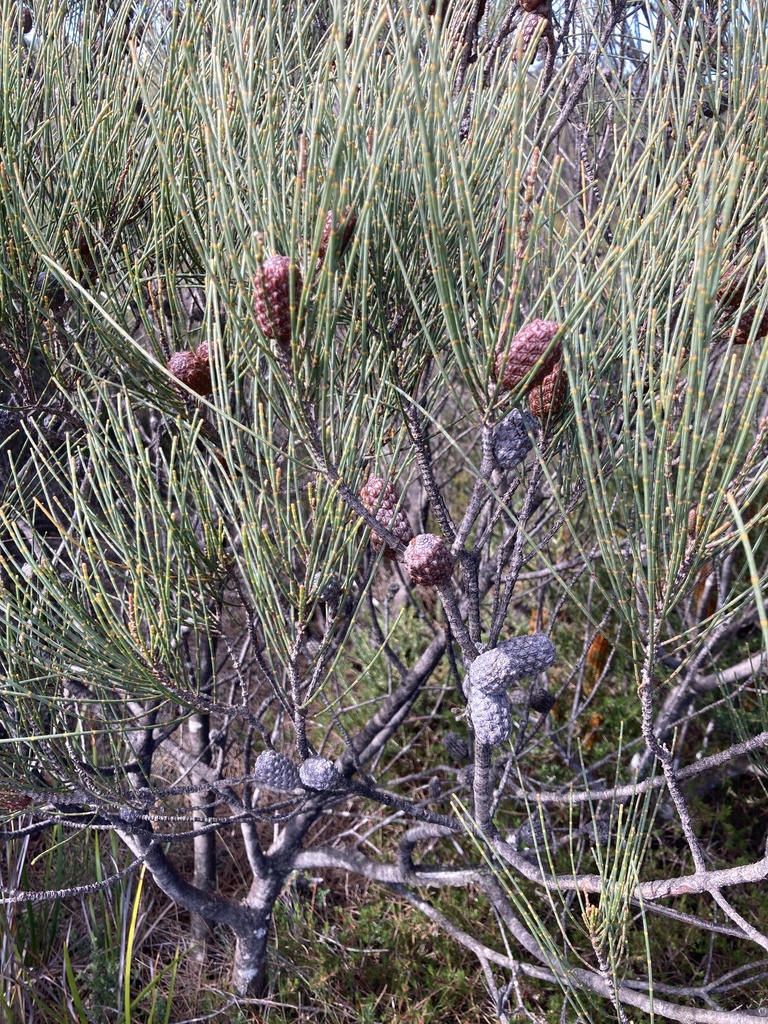 Scrub Sheoak from Blue Mountains National Park, Blue Mountains National ...
