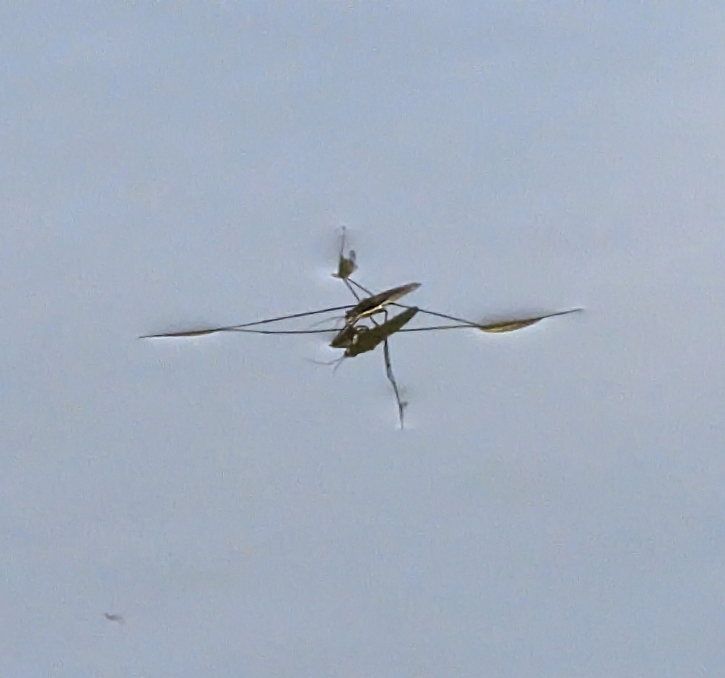 Giant Water Strider from 4-3 Minamitanabe, Maizuru, Kyoto 624-0853 ...