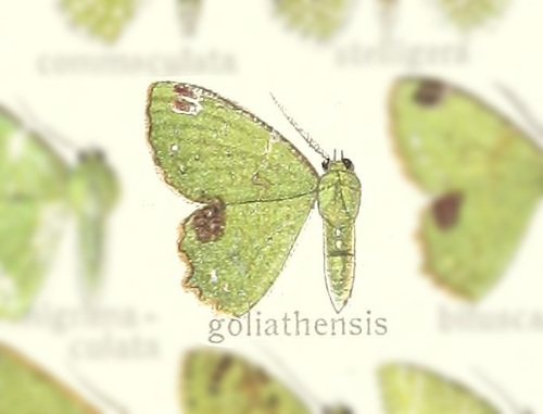 Subspecies Eucyclodes decorata goliathensis · iNaturalist