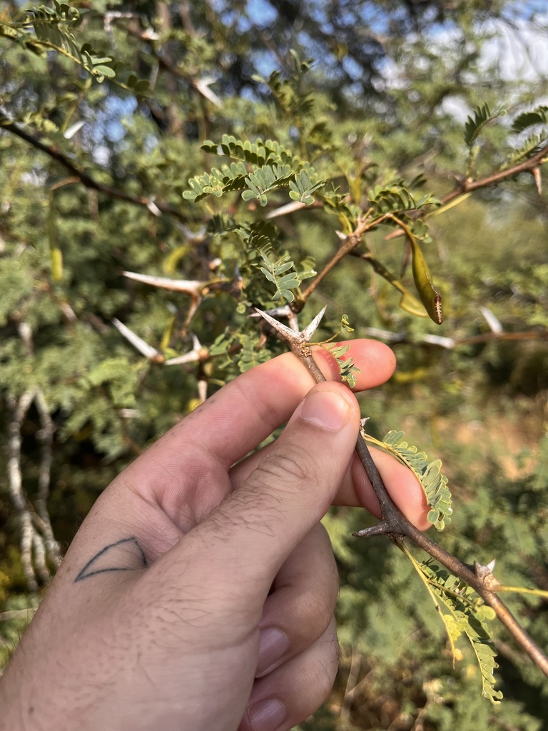 Horned Thorn from Kruger National Park, Musina, LP, ZA on April 12 ...