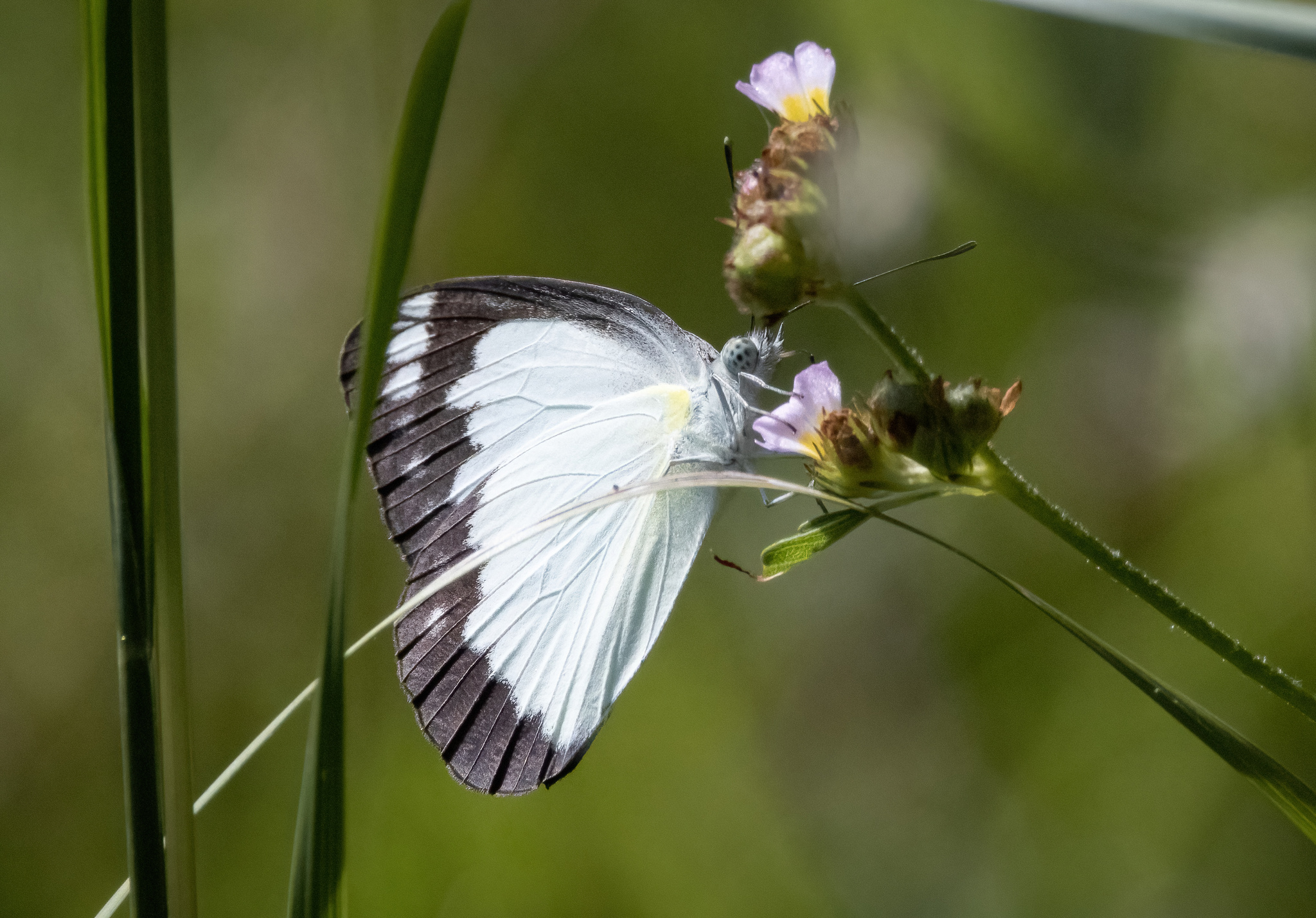 Cepora perimale (Donovan, 1805)