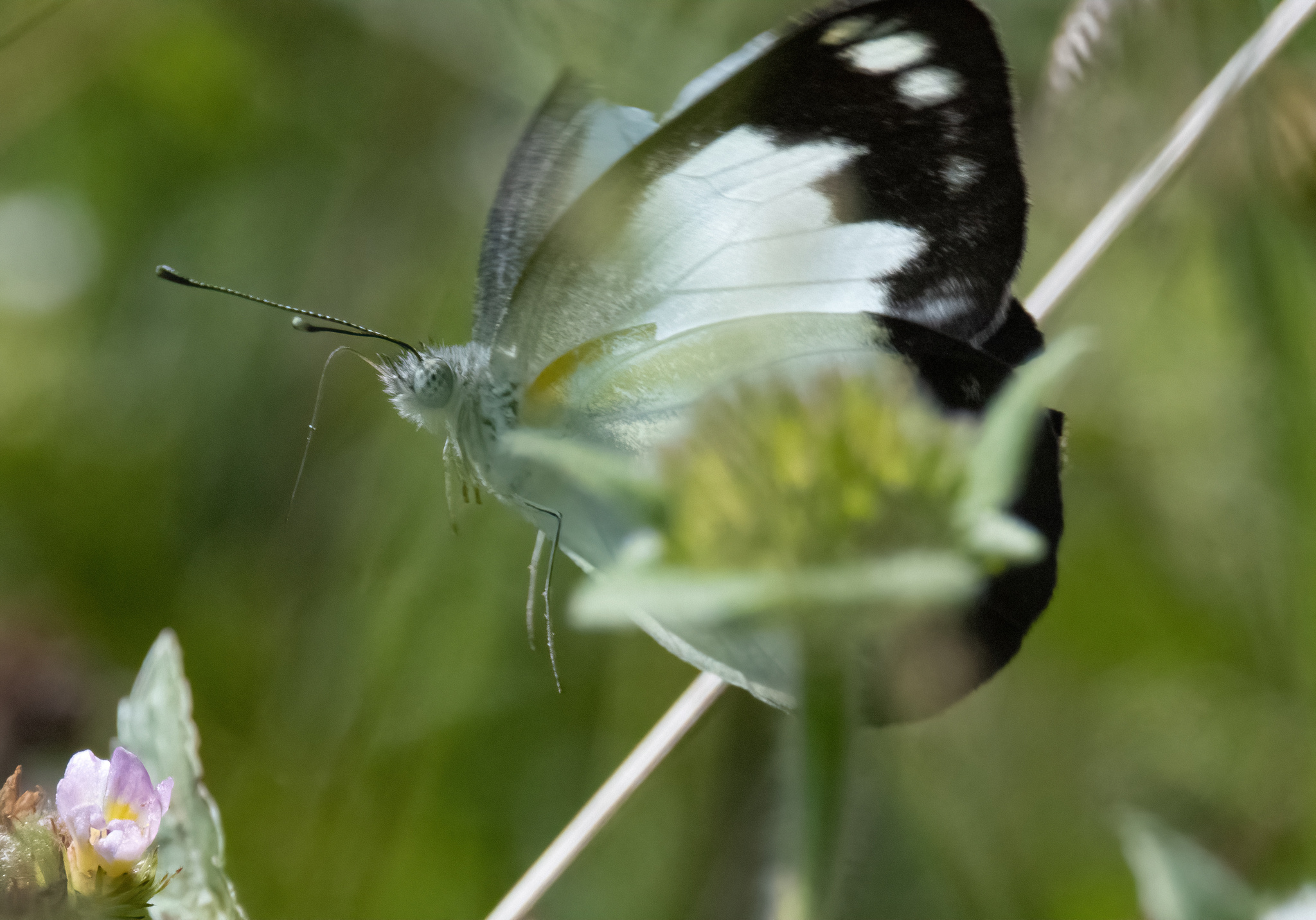 Cepora perimale (Donovan, 1805)