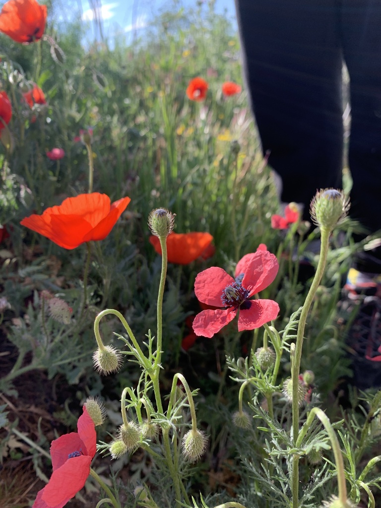 Papavereae from NA-7004, Cendea de Olza, Navarra, ES on April 27, 2023 ...