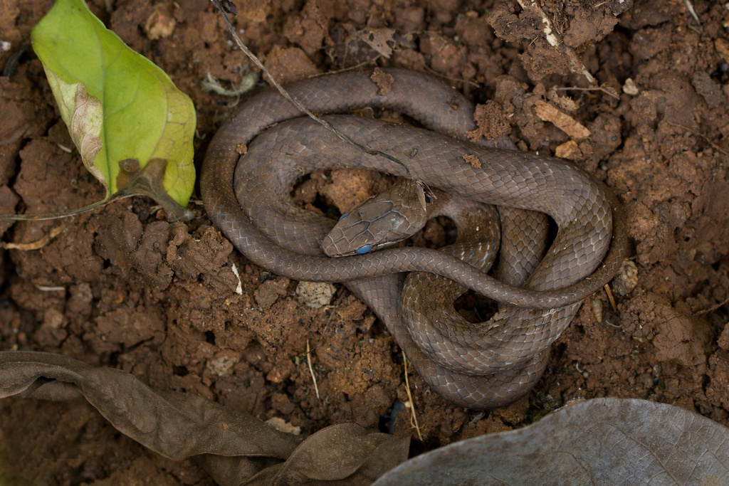 Cuban Racer from Soroa, Kuba on December 4, 2019 at 03:57 PM by Standa ...