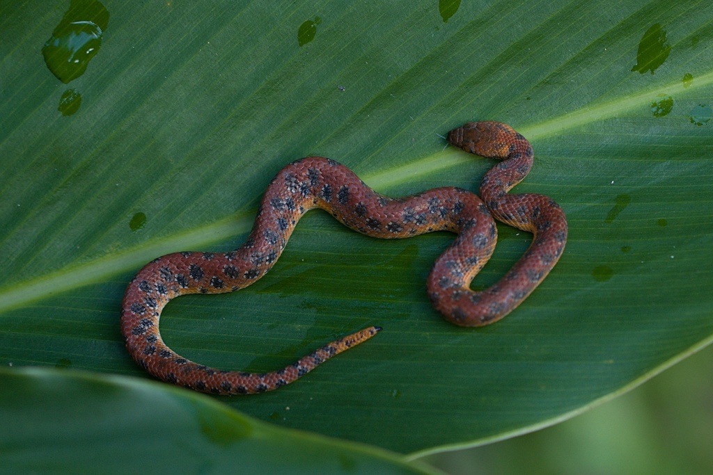 Spotted Dwarf Boa from Vinales, Kuba on December 04, 2019 at 05:45 PM ...