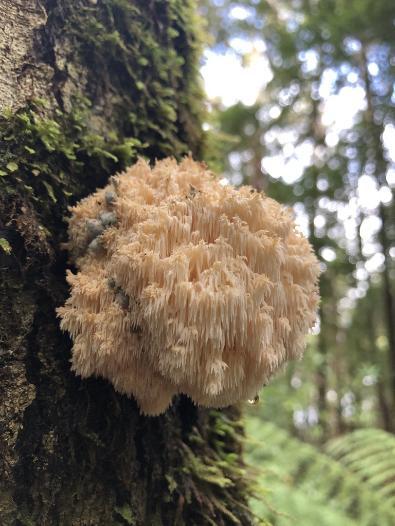 Coral tooth fungus from Cape Pillar TAS 7182, Australia on April 14 ...