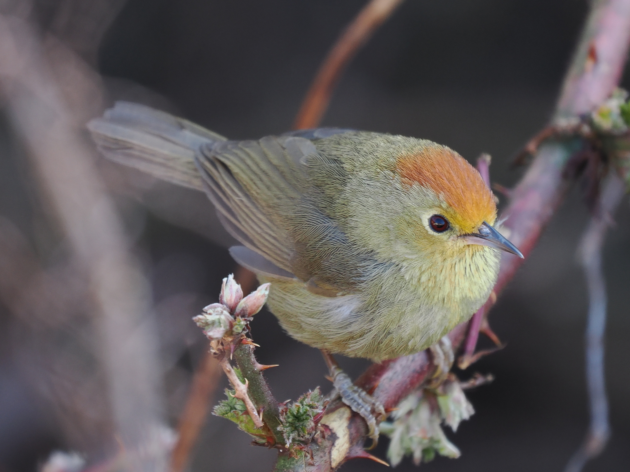 Stachyridopsis ruficeps (Blyth, 1847)