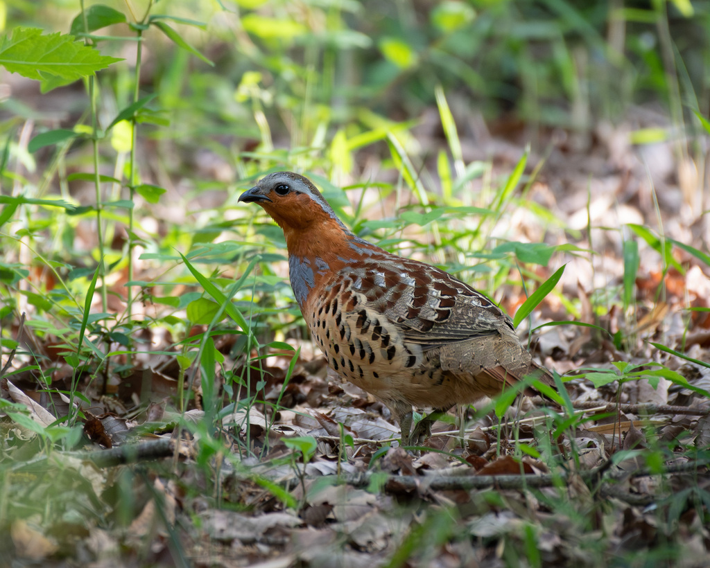 Chinese Bamboo-Partridge from Tama New Town, 6 Chome Sekido, Tama ...