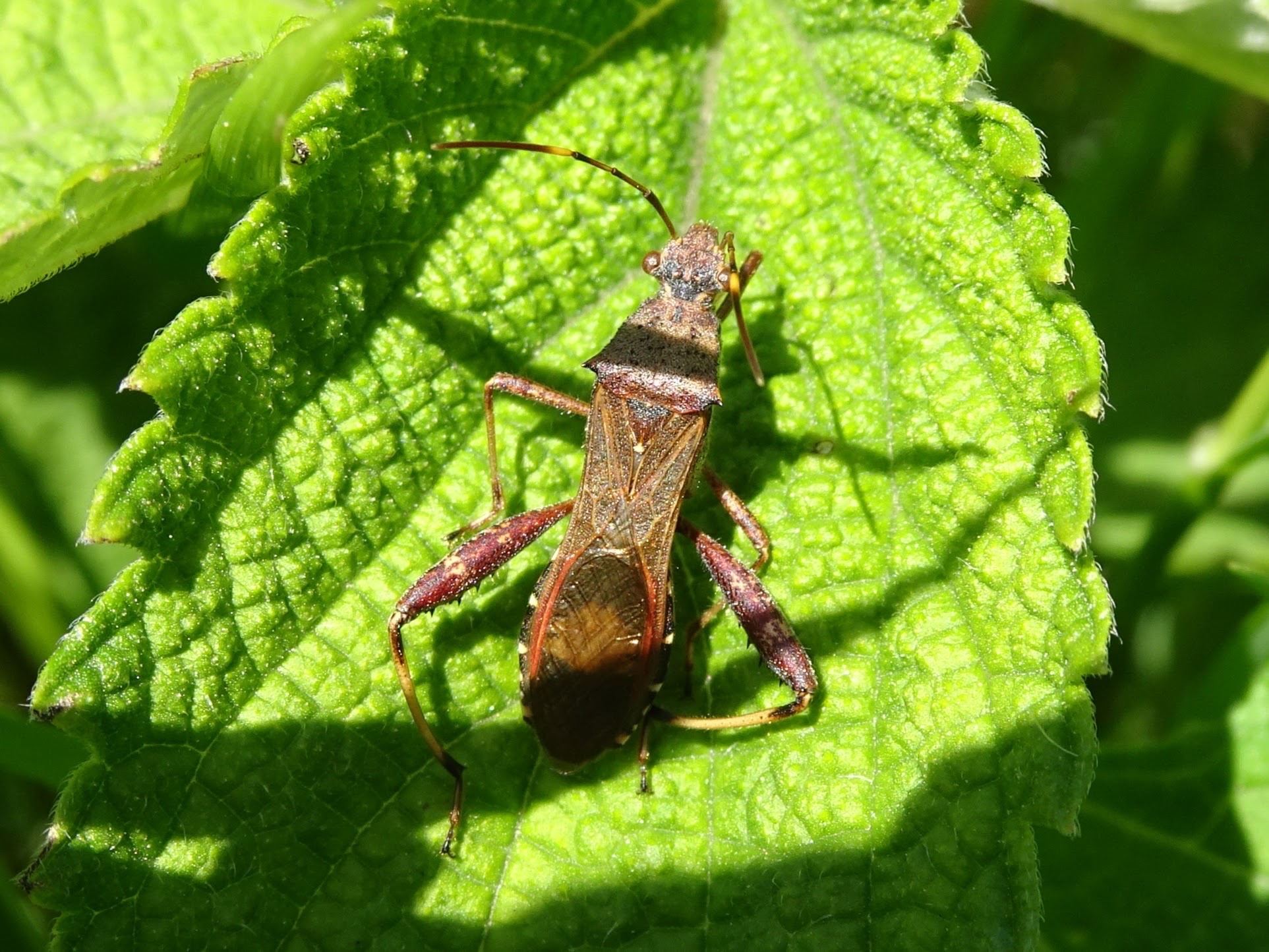 Riptortus pedestris (Fabricius, 1775)