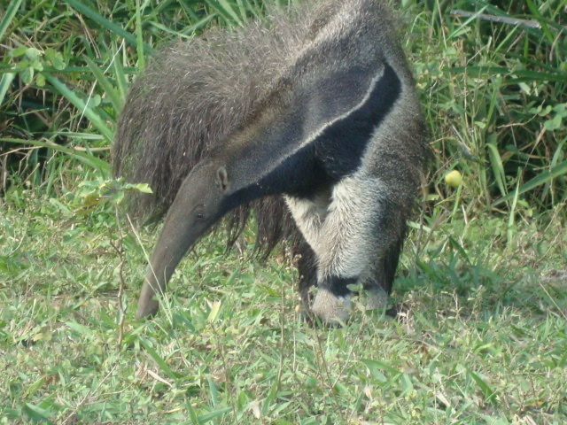 Giant Anteater in June 2021 by acarrara · iNaturalist