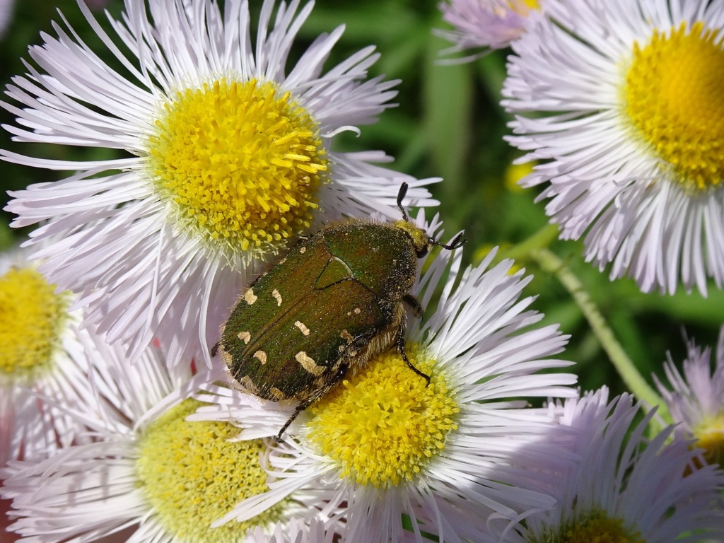 Blue Flower Chafer from 中野, 海老名市, 神奈川県, JP on April 27, 2023 at 11:42 ...