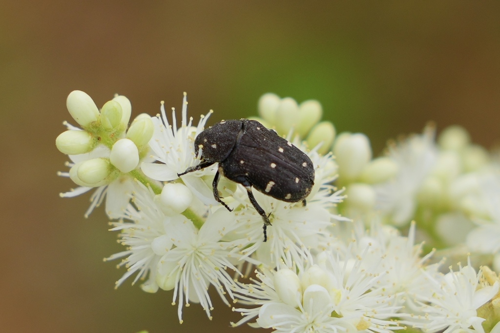 Blue Flower Chafer from 会昌县, 赣州市, 江西省, CN on April 27, 2023 at 03:41 PM ...