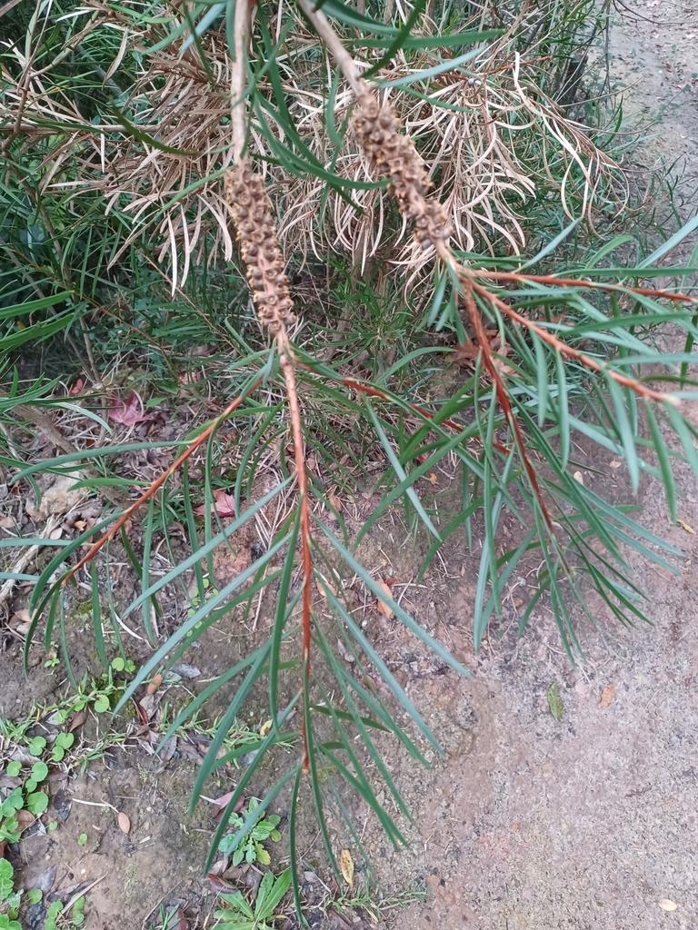 Narrow-leaved Bottlebrush (Melaleuca linearis) - Botanical Realm