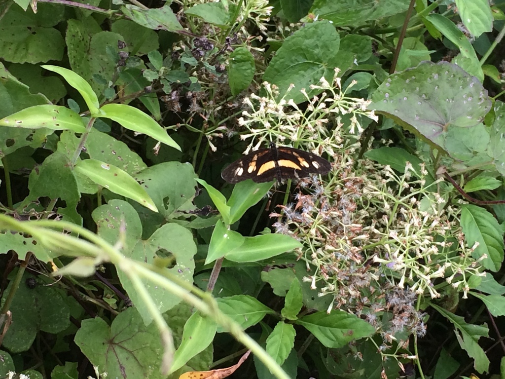 Eresia perna from Guaraqueçaba - State of Paraná, 83390-000, Brazil on ...