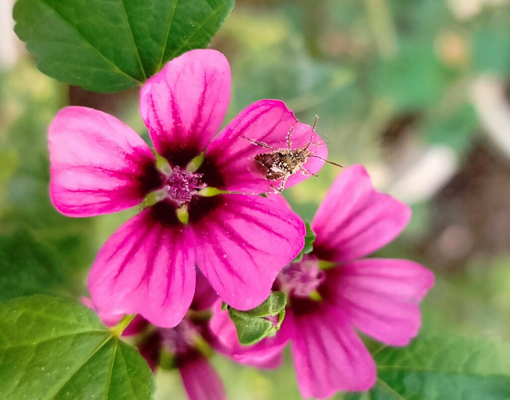 True Bugs, Hoppers, Aphids, and allies from Al Qibla, Basrah, Iraq on ...