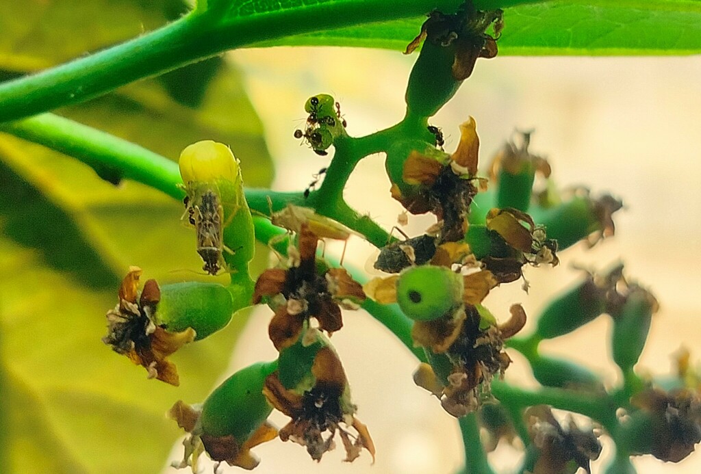 True Bugs, Hoppers, Aphids, and allies from Al Qibla, Basrah, Iraq on ...