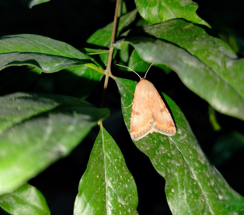Eastern Bordered Straw from Al Qibla, Basrah, Iraq on April 20, 2023 by ...