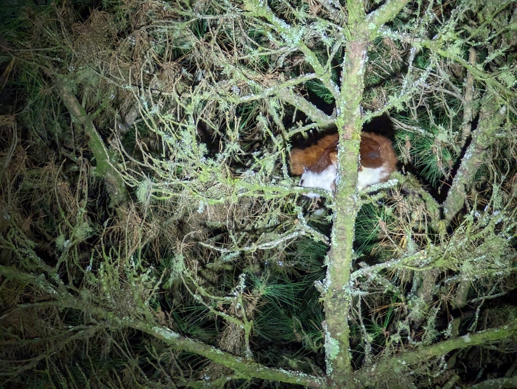 Taiwan Red-and-white Giant Flying Squirrel from 台灣台中市 on March 4, 2023 ...